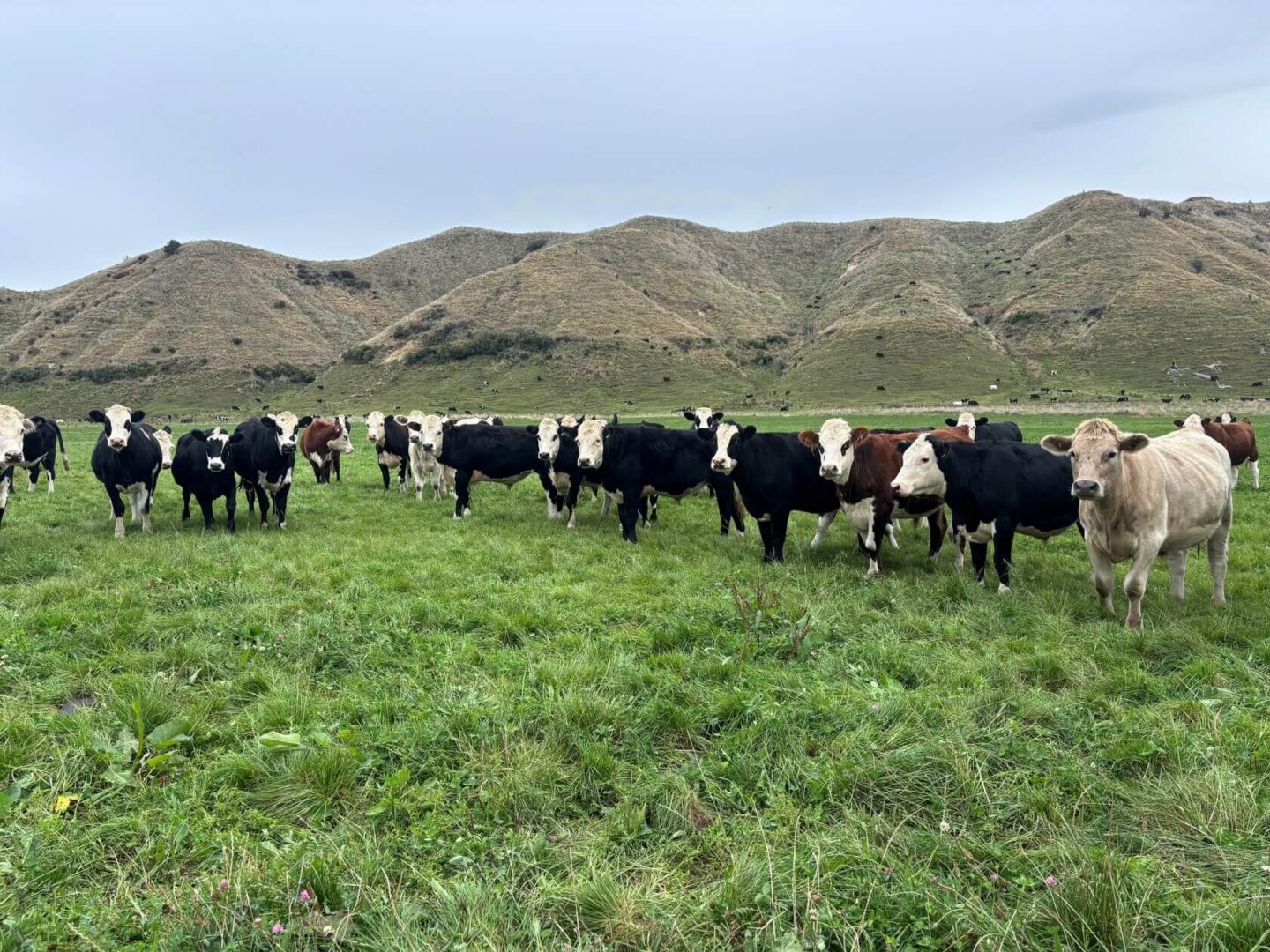 Farms - Hopkins Farming Group